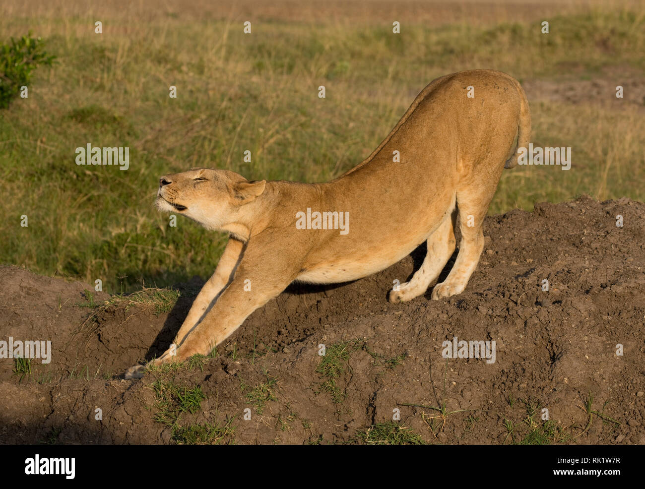 African lioness stretching, Panthera leo, Masai Mara National Reserve ...