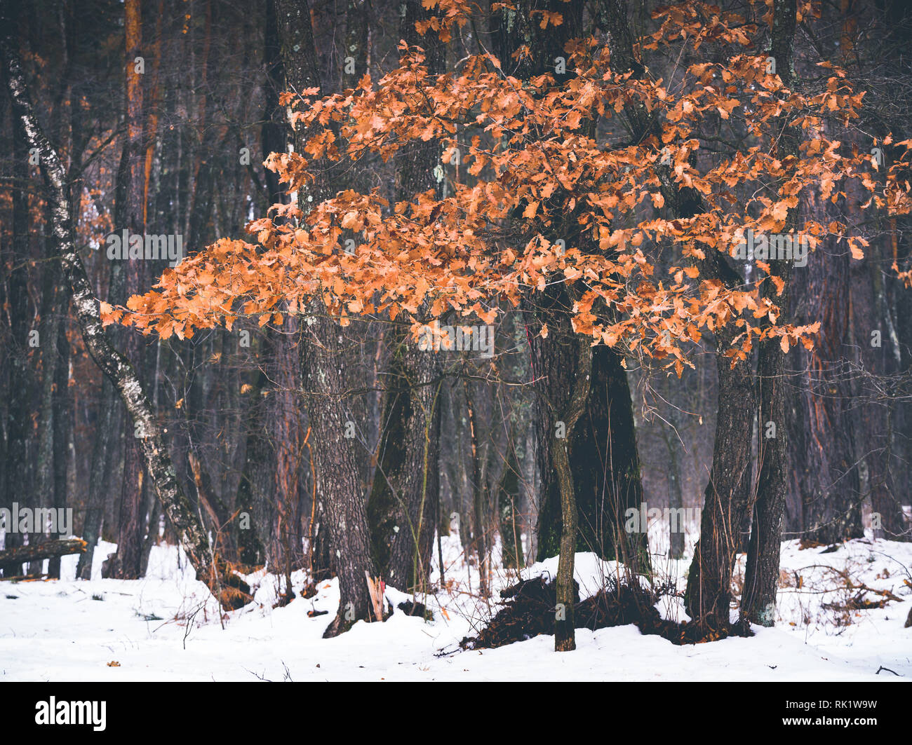 Orange leaves in a crowded forest Stock Photo - Alamy