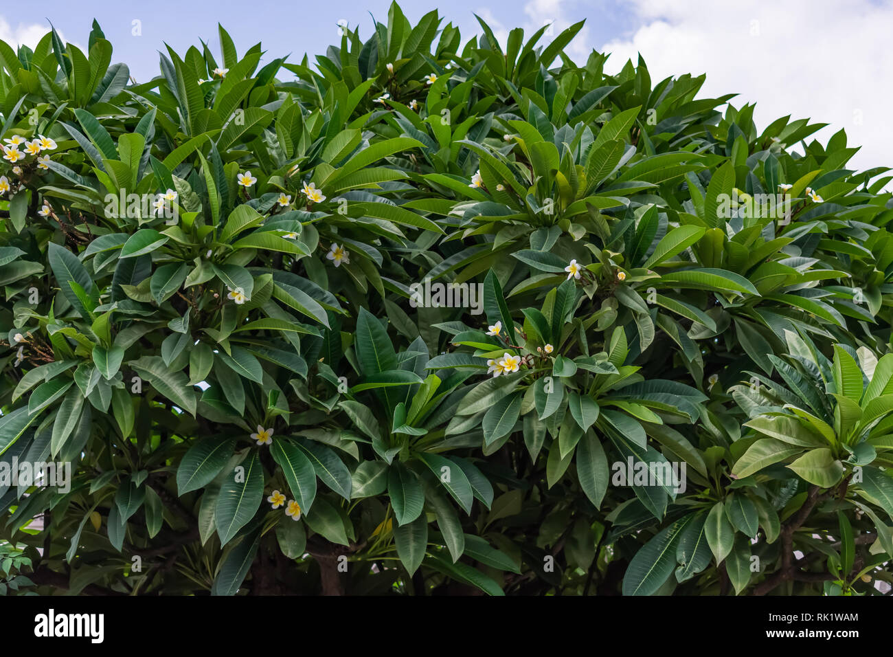 Indian greenery hi-res stock photography and images - Alamy