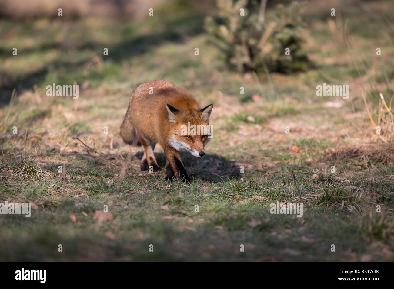 Red fox in the forest Stock Photo - Alamy