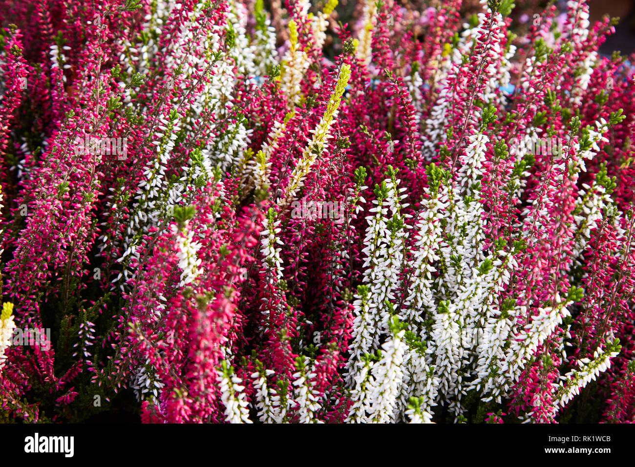 Calluna vulgaris (known as common heather, ling, or simply heather ...
