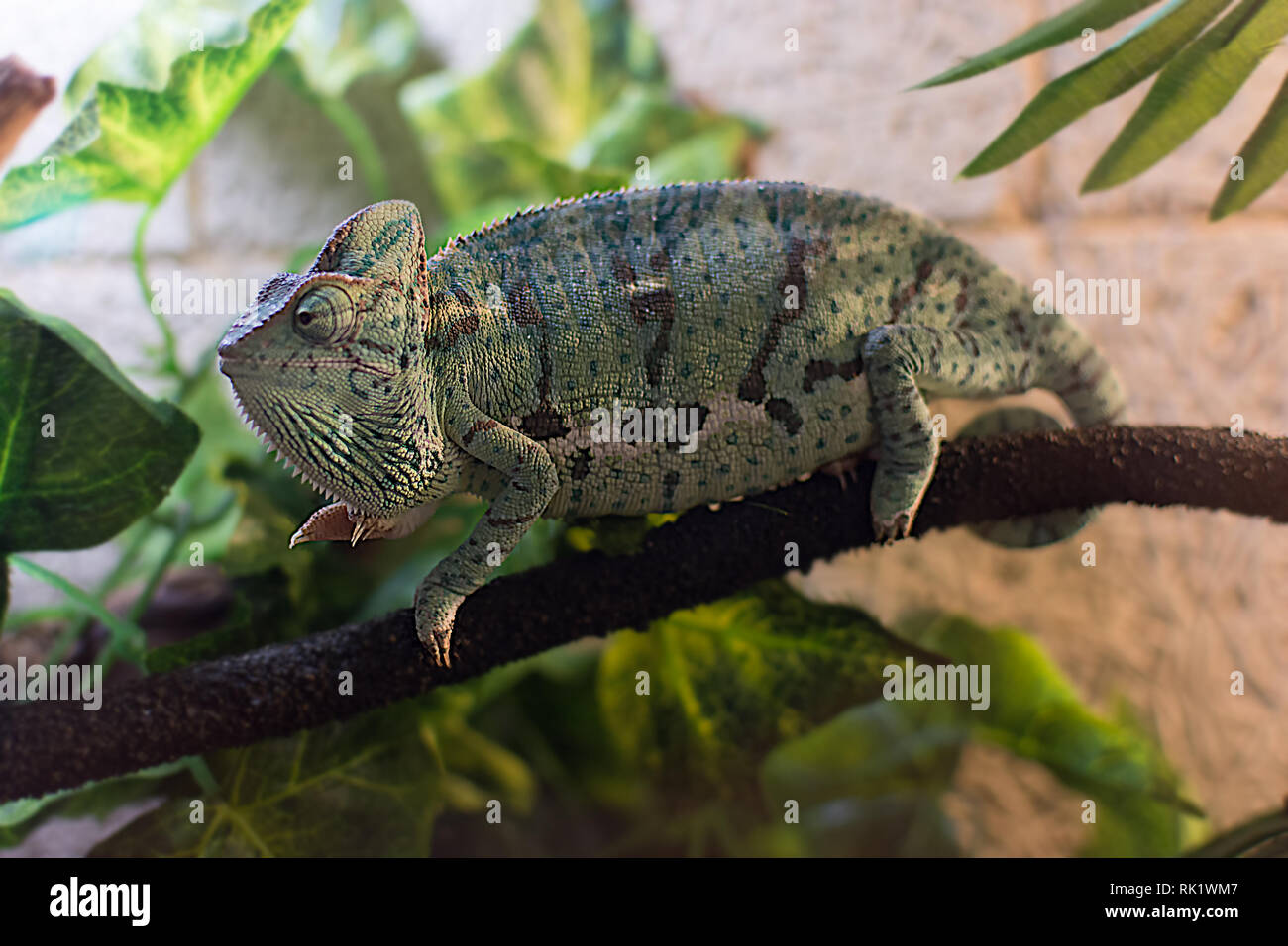 Veiled beautiful chameleon walking hi-res stock photography and images ...