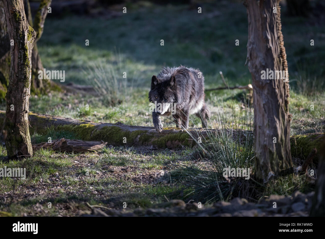 Black wolf in the forest Stock Photo - Alamy