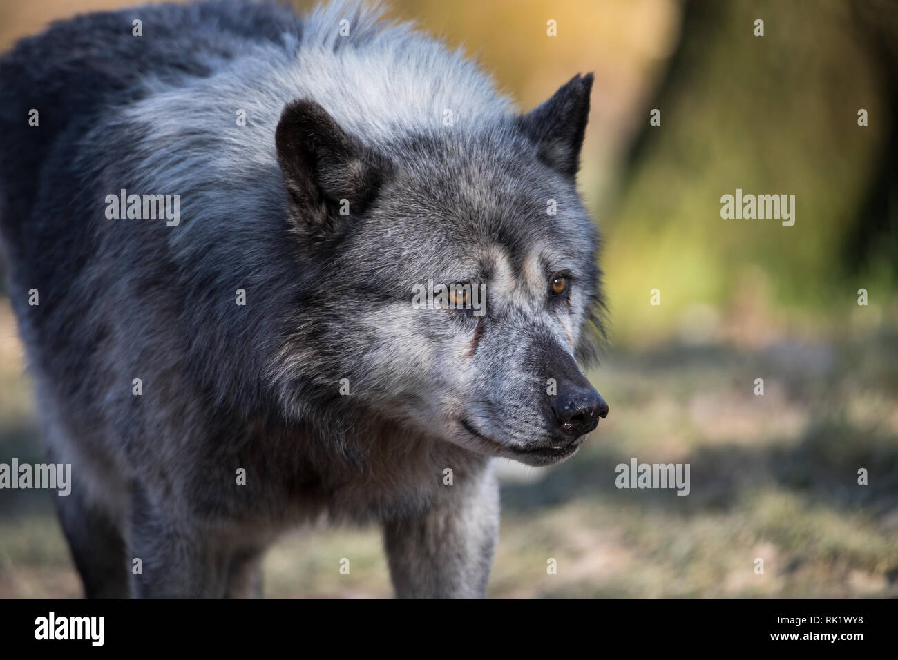 Black wolf in the forest Stock Photo - Alamy