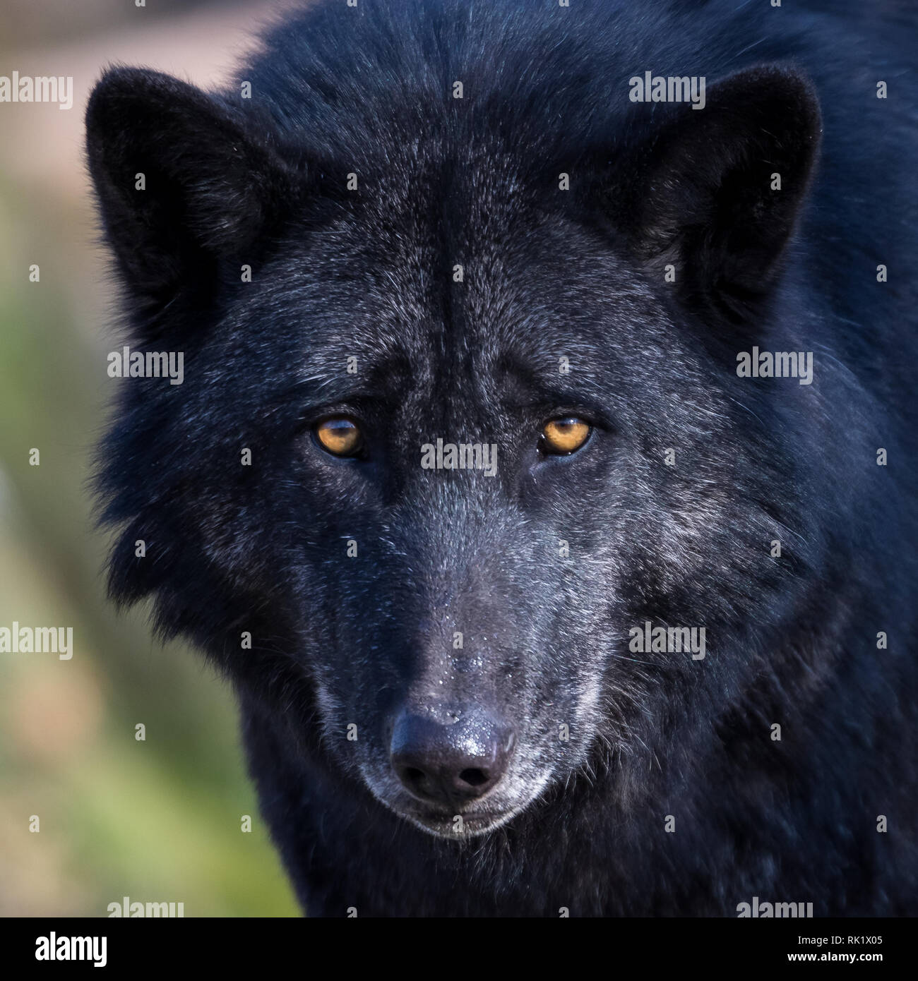 Black wolf in the forest Stock Photo - Alamy