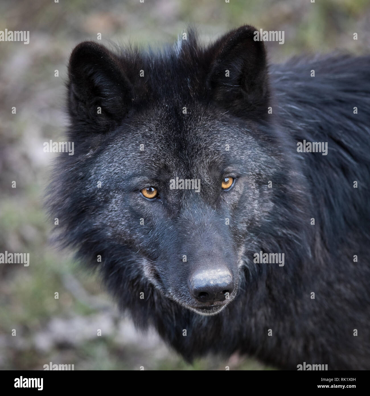 Black wolf in the forest Stock Photo - Alamy