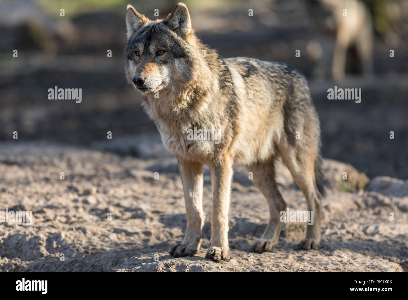 Grey Wolf in the forest Stock Photo - Alamy