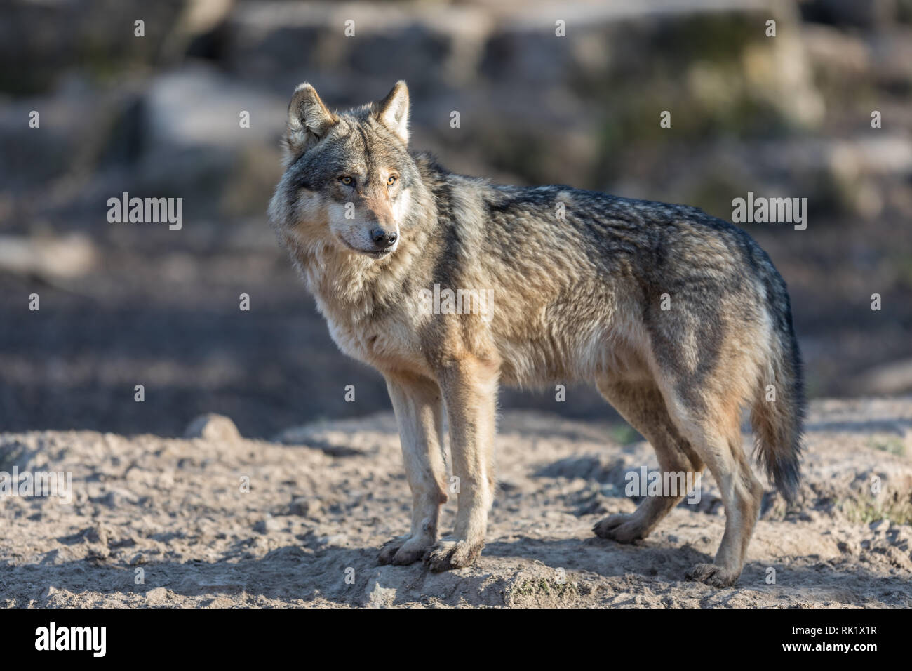 Grey Wolf in the forest Stock Photo - Alamy