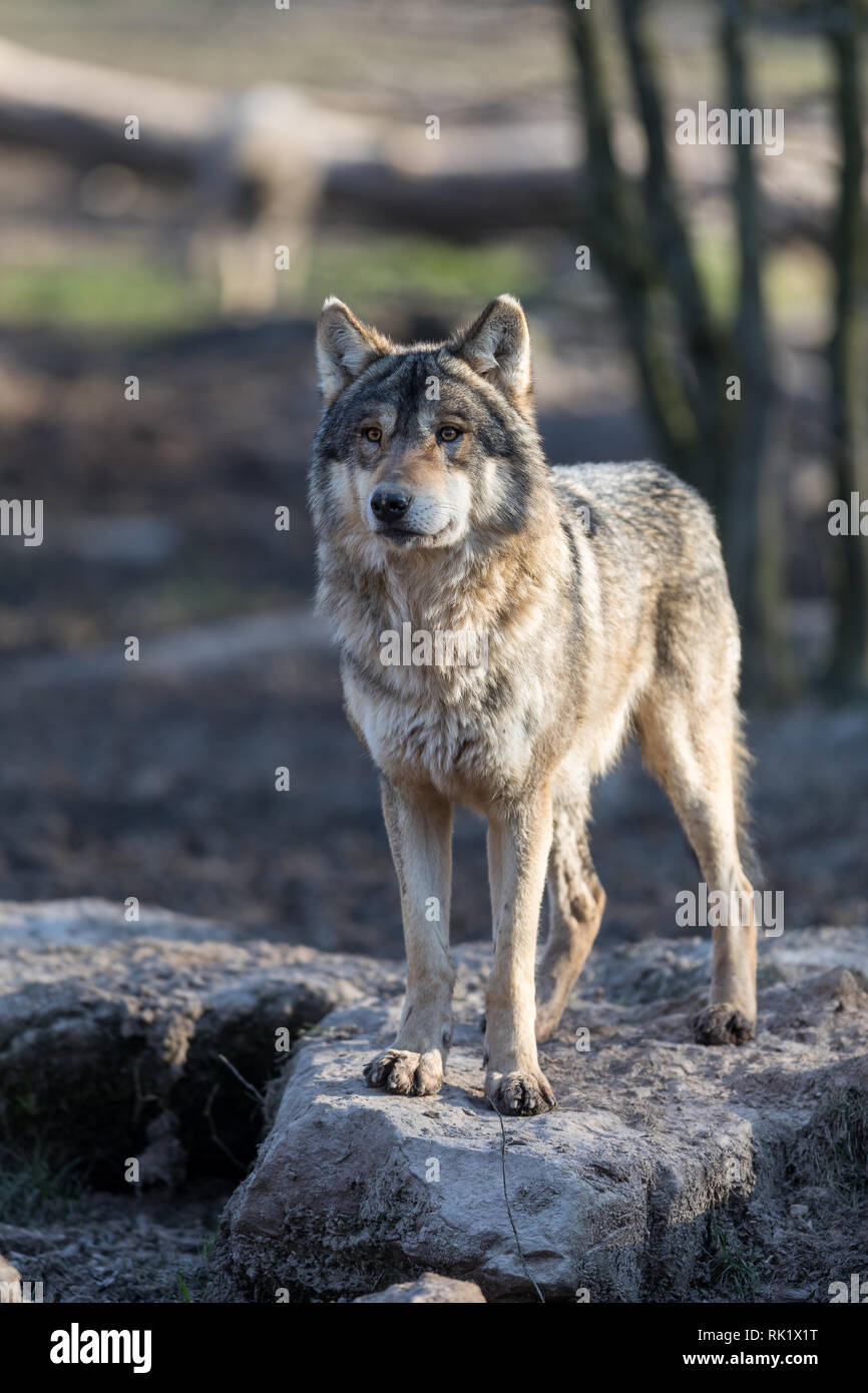 Grey Wolf in the forest Stock Photo - Alamy