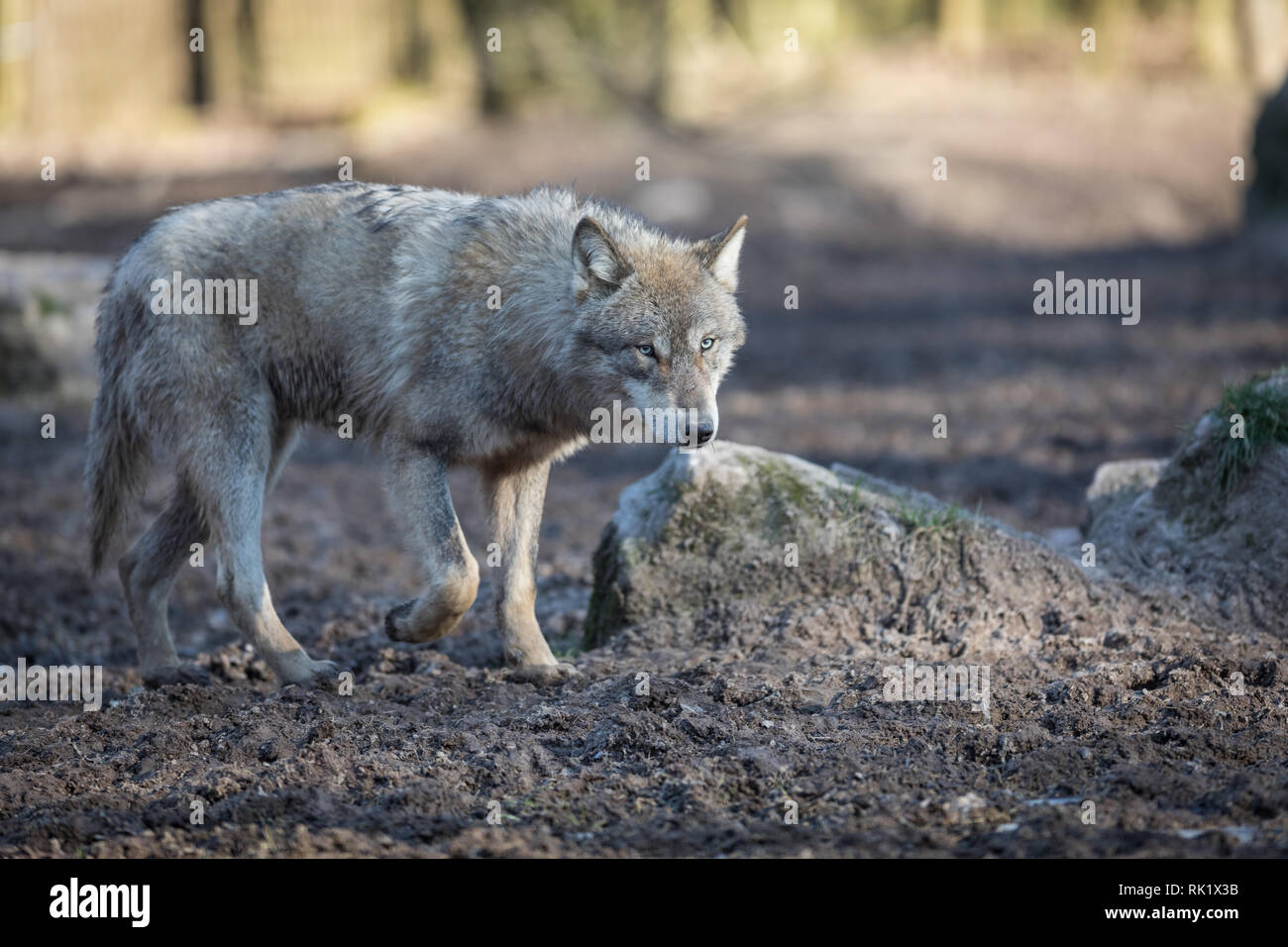 Grey Wolf in the forest Stock Photo - Alamy