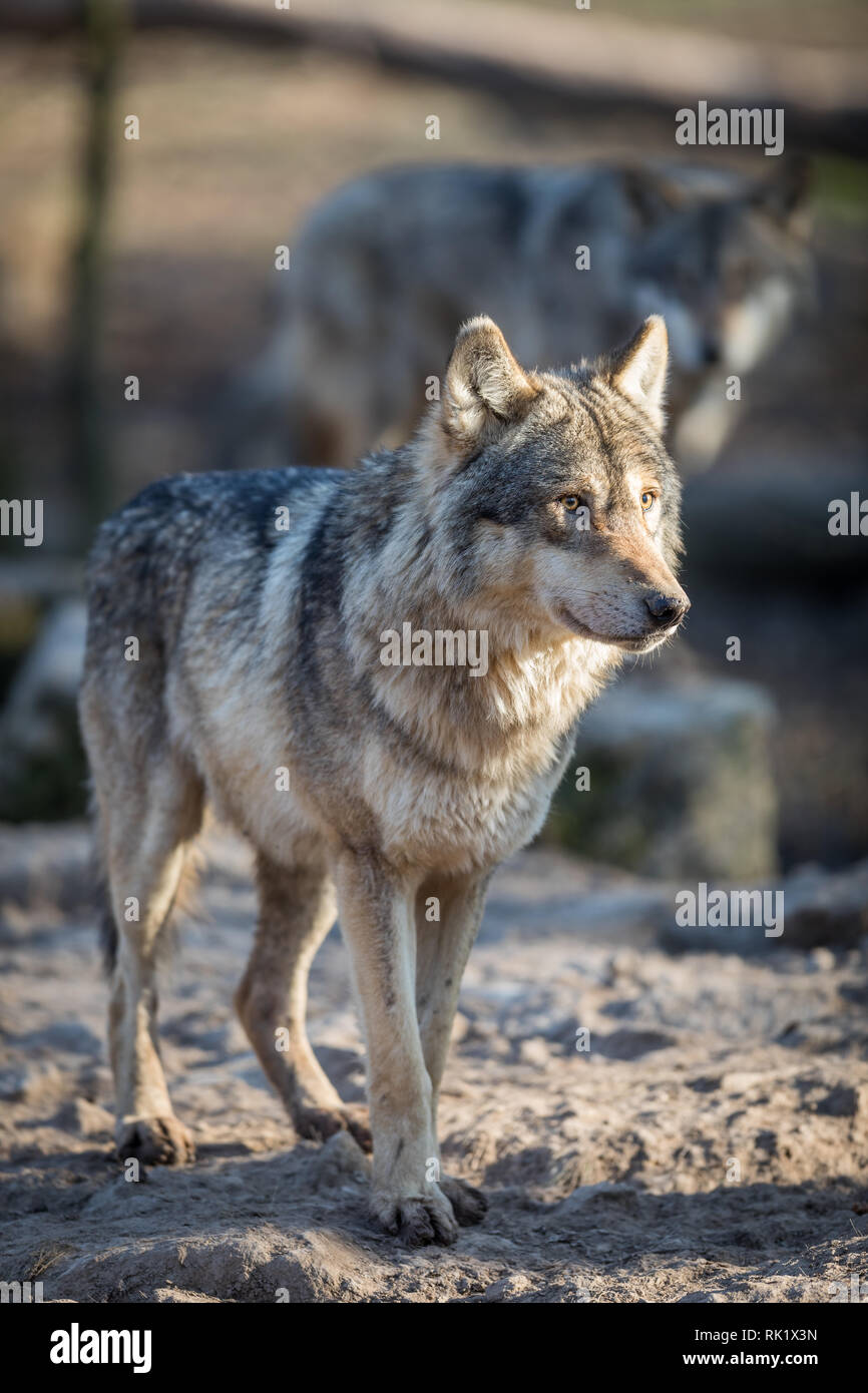 Grey Wolf in the forest Stock Photo - Alamy