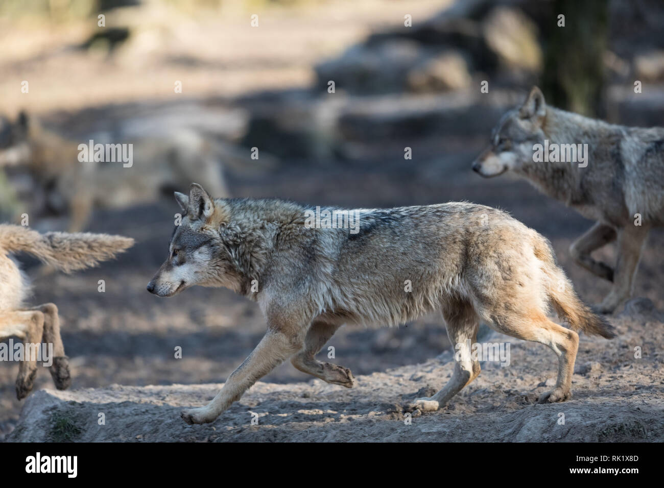 Grey Wolf in the forest Stock Photo - Alamy