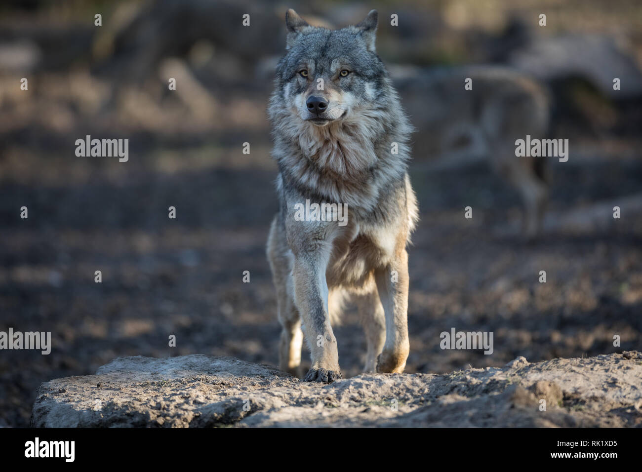 Grey Wolf in the forest Stock Photo - Alamy