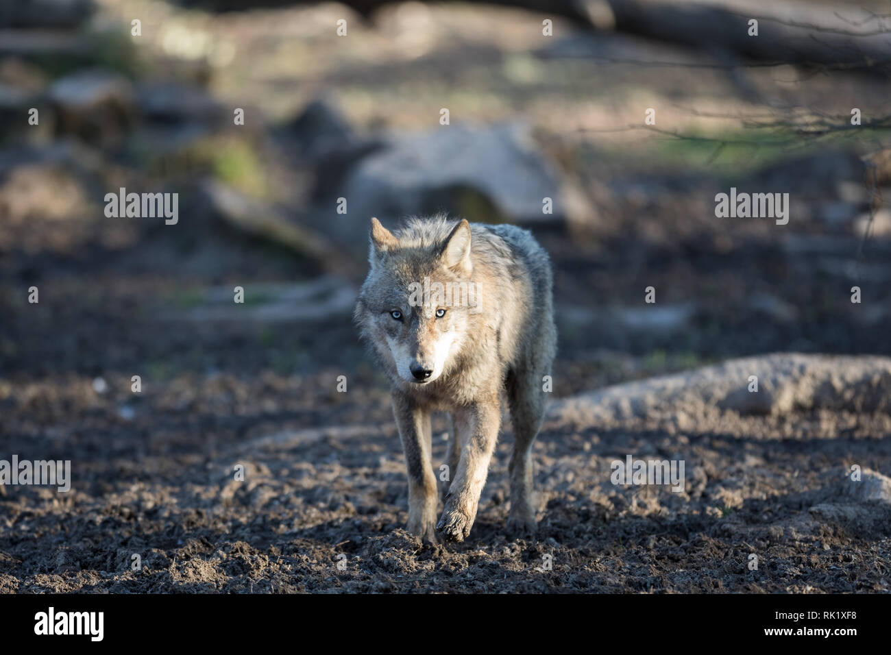 Grey Wolf in the forest Stock Photo - Alamy