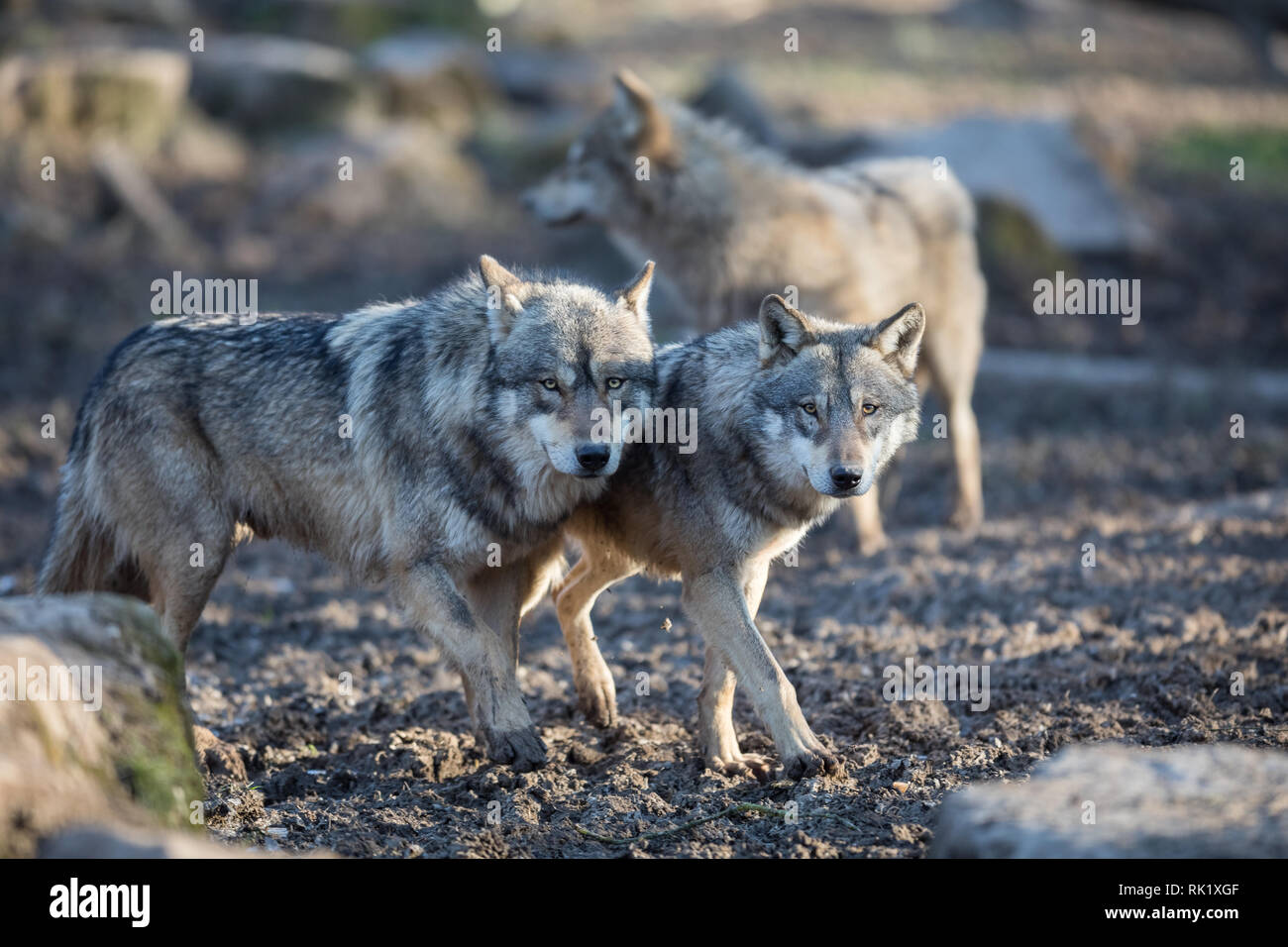 Grey Wolf in the forest Stock Photo - Alamy