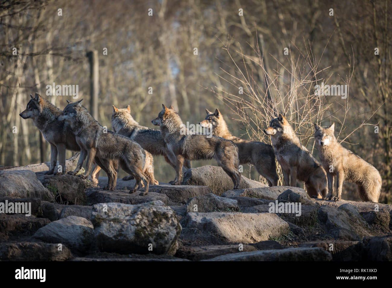 Grey Wolf in the forest Stock Photo - Alamy