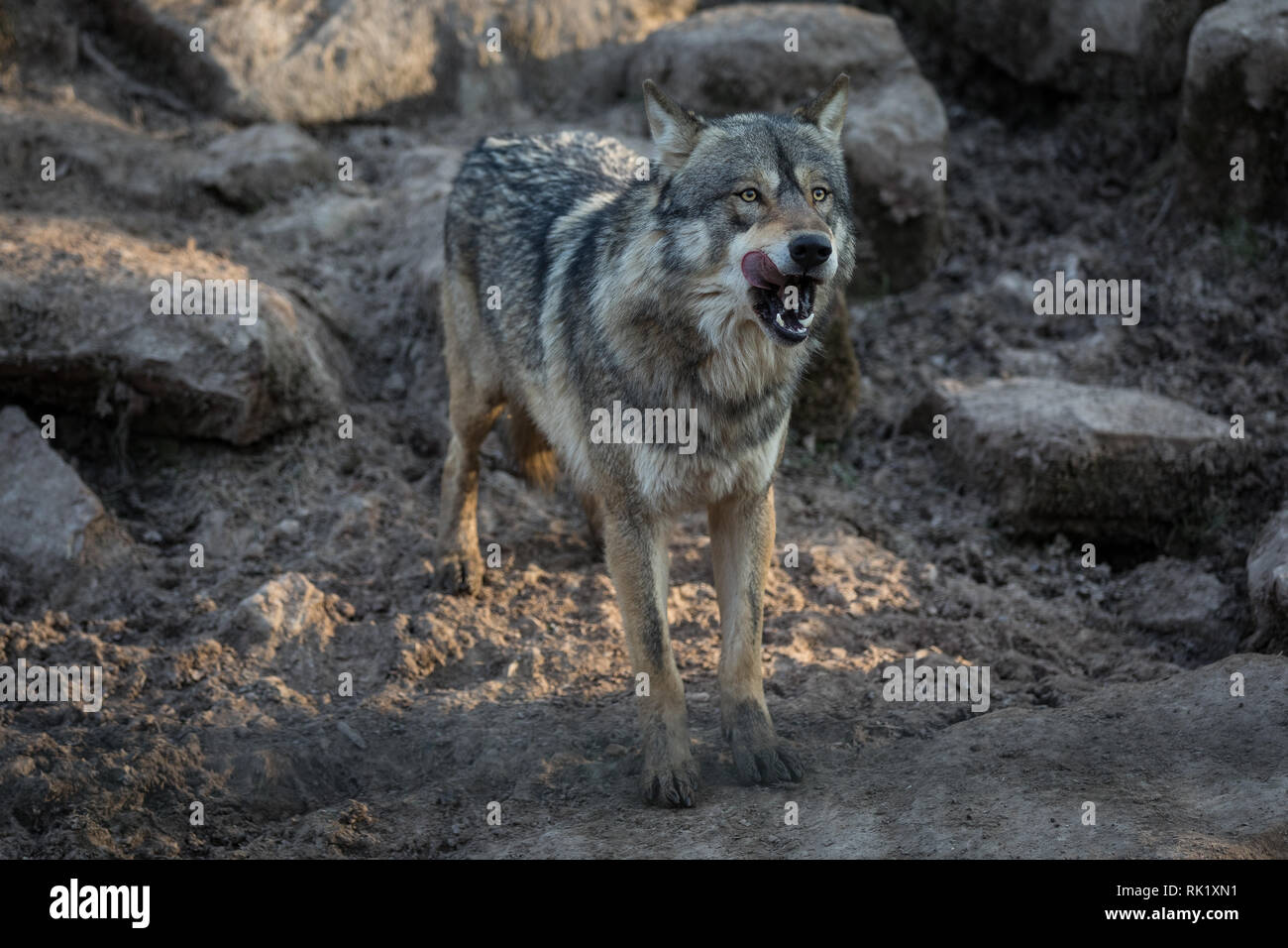 Grey Wolf in the forest Stock Photo - Alamy