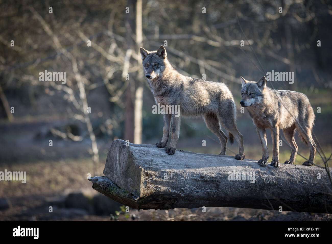 Grey Wolf in the forest Stock Photo - Alamy
