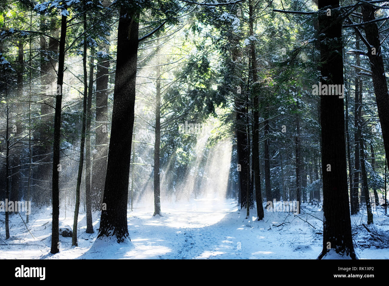 Hemlock beams hi-res stock photography and images - Alamy