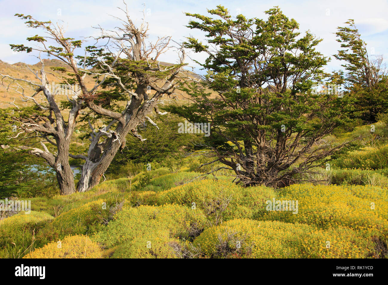 Chile, Magallanes, Torres del Paine, national park, vegetation Stock ...