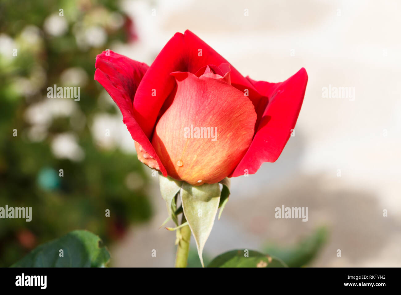 Red rose spring hi-res stock photography and images - Alamy
