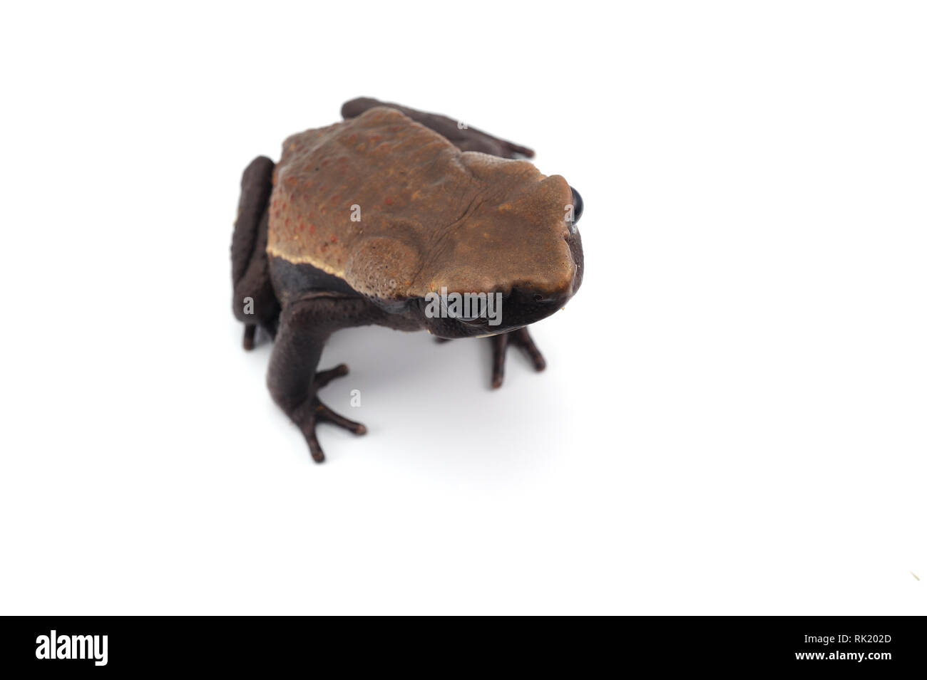The African bullfrog isolated on white background Stock Photo - Alamy