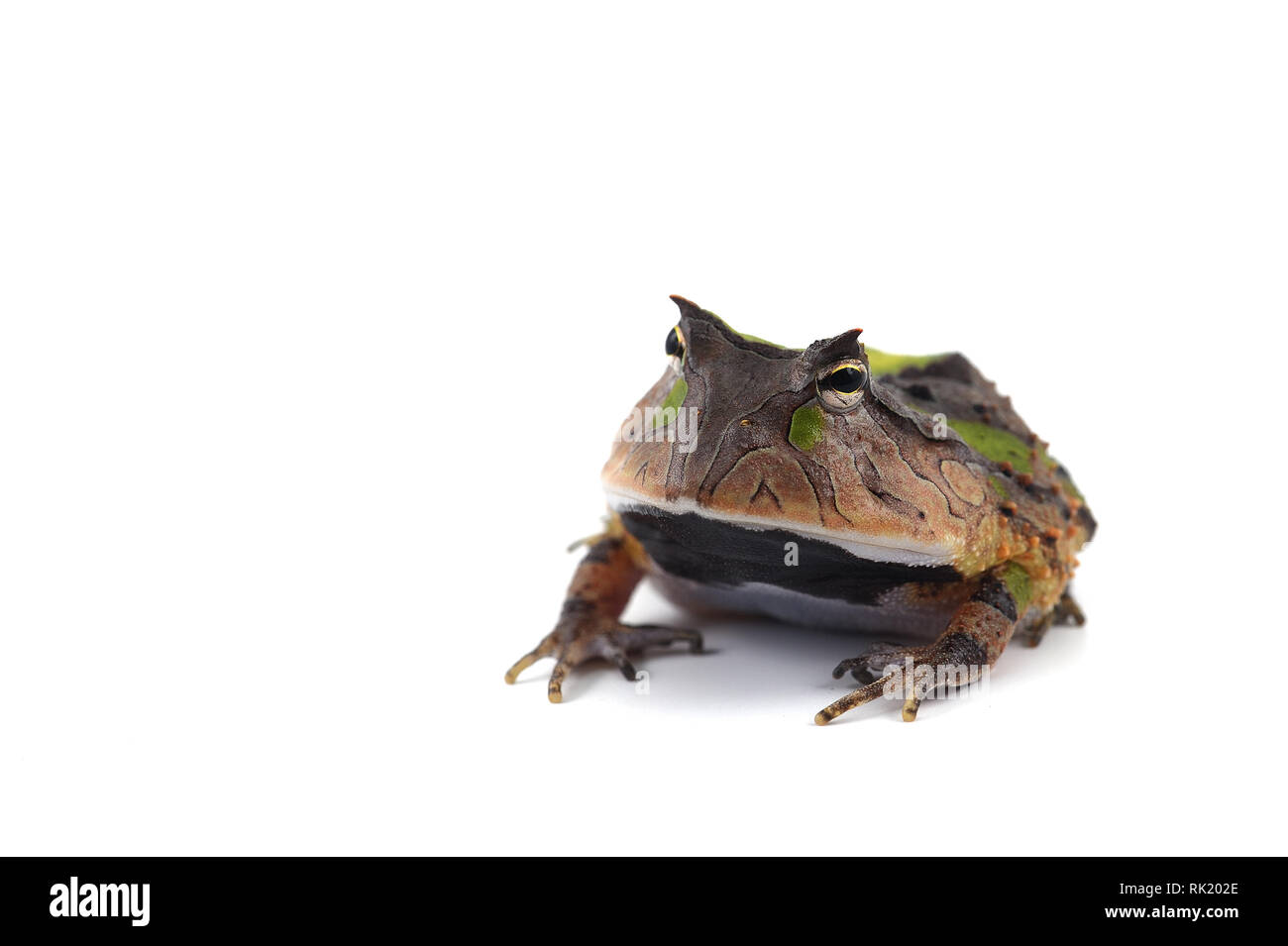 The African bullfrog isolated on white background Stock Photo - Alamy