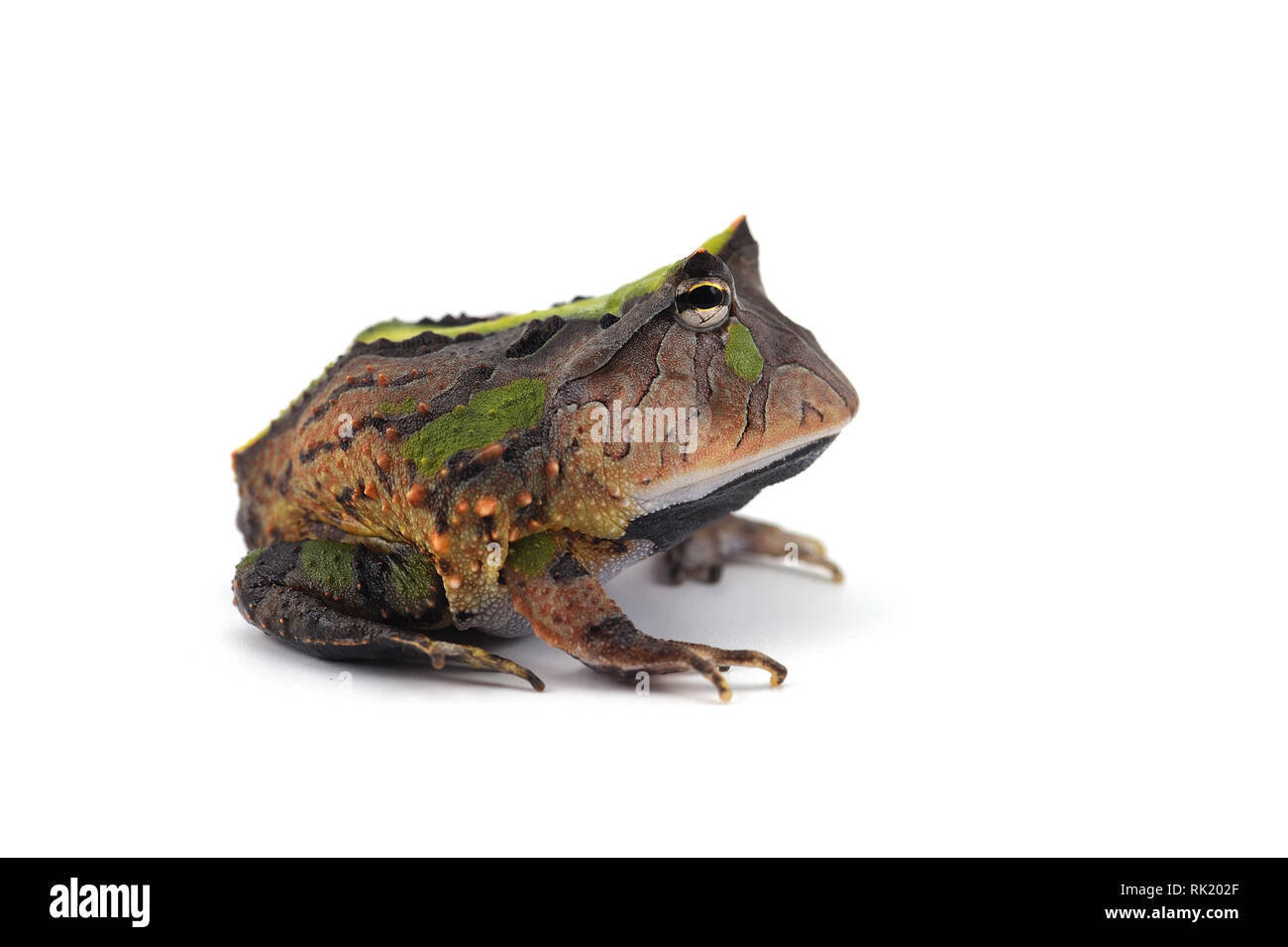 The African bullfrog isolated on white background Stock Photo - Alamy