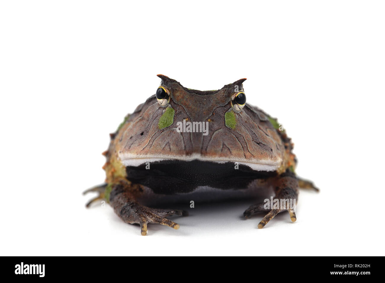 The African bullfrog isolated on white background Stock Photo - Alamy
