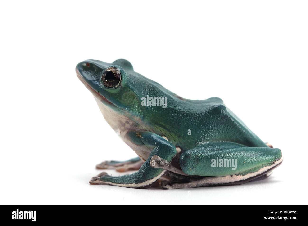 blue Giant flying frog isolated on white background Stock Photo - Alamy