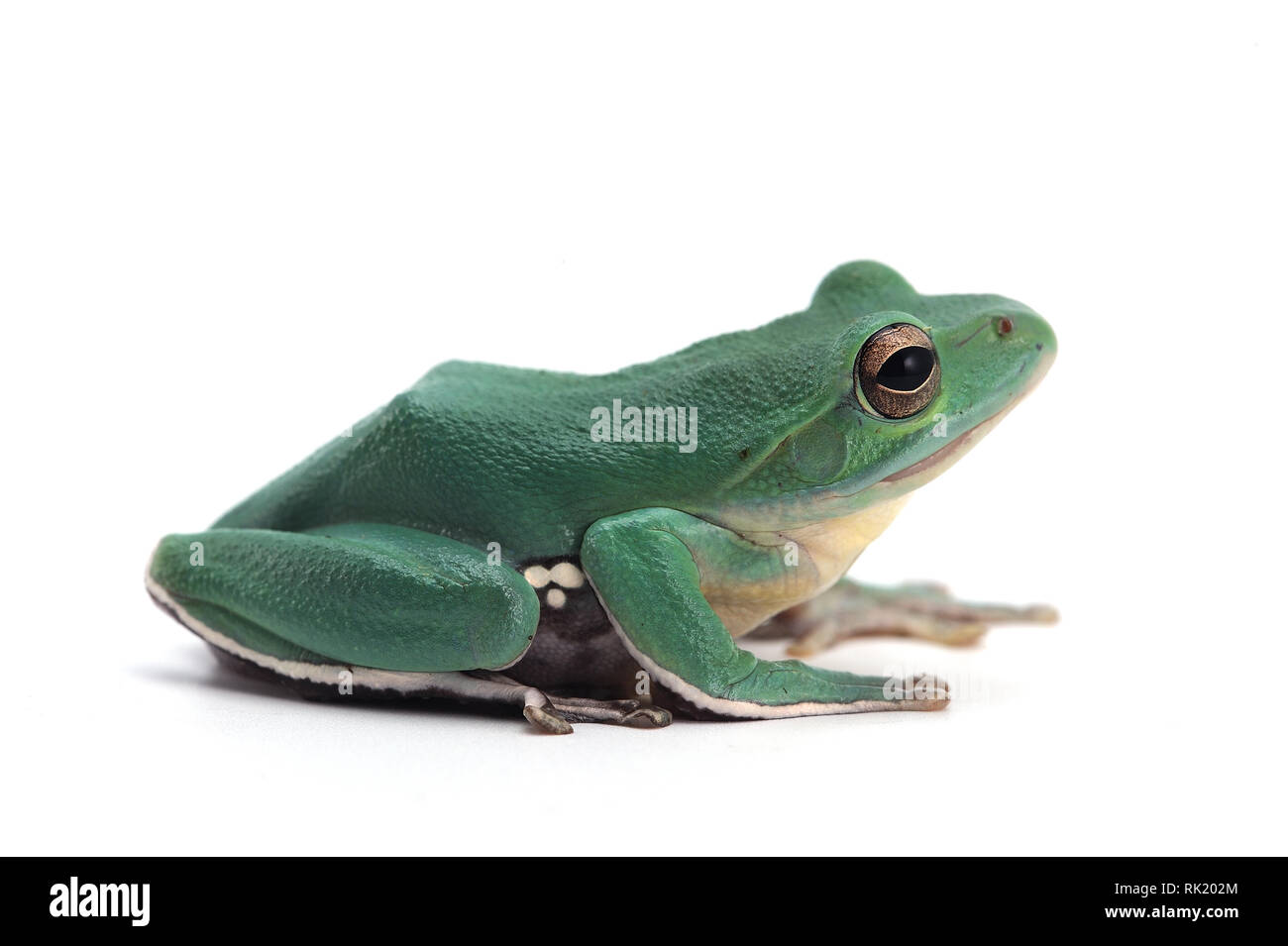 blue Giant flying frog isolated on white background Stock Photo - Alamy