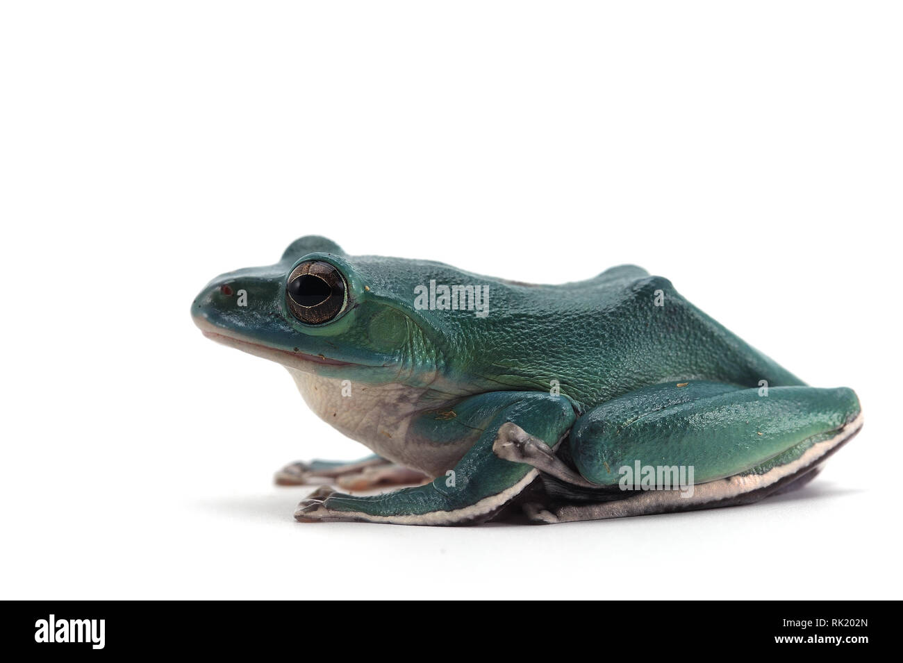 blue Giant flying frog isolated on white background Stock Photo - Alamy