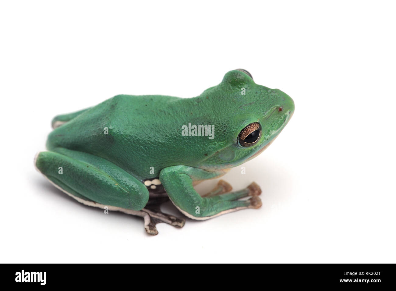 blue Giant flying frog isolated on white background Stock Photo - Alamy
