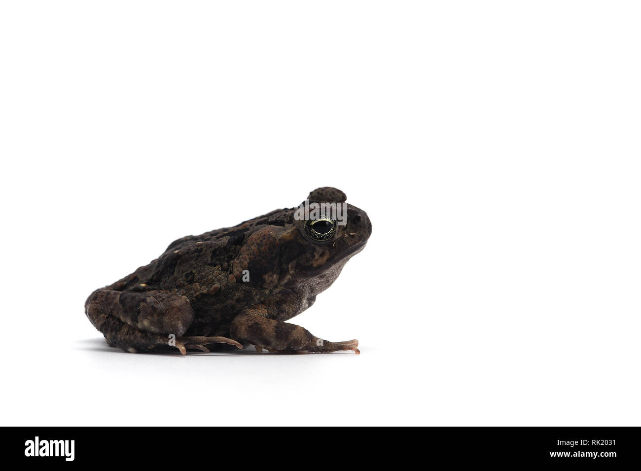 blue Giant flying frog isolated on white background Stock Photo - Alamy