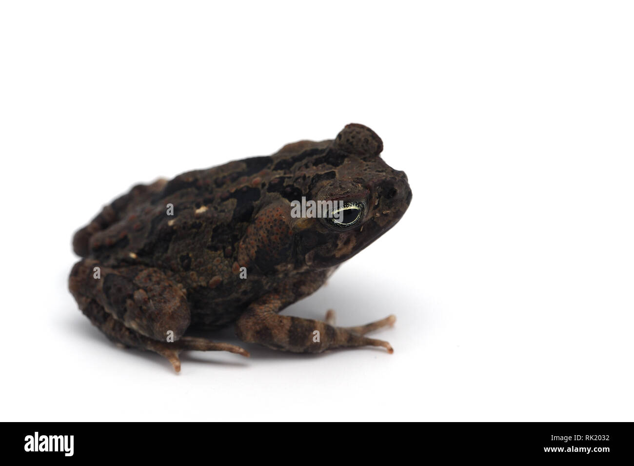 blue Giant flying frog isolated on white background Stock Photo - Alamy
