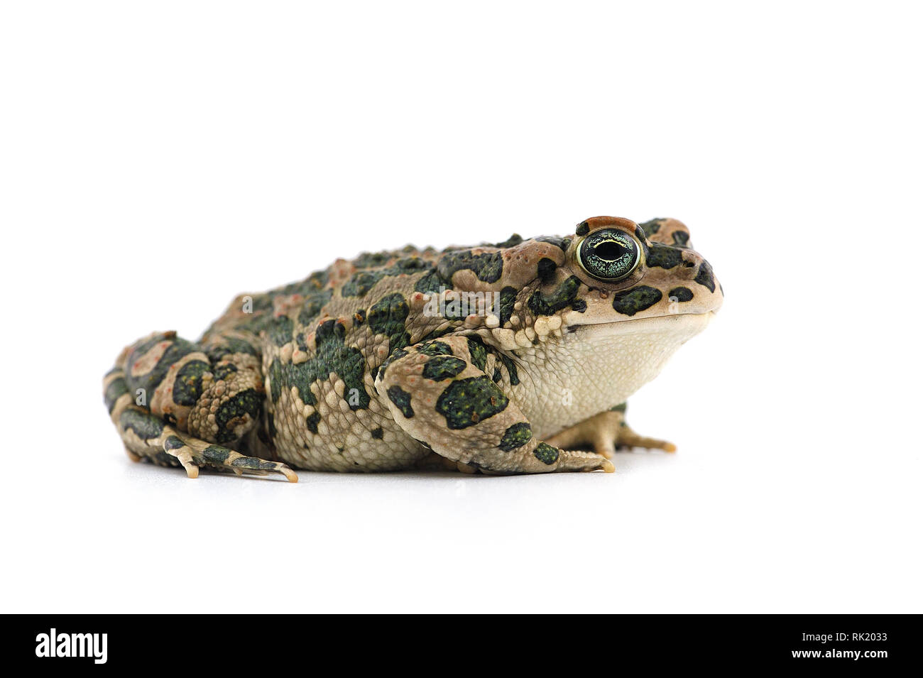 blue Giant flying frog isolated on white background Stock Photo - Alamy