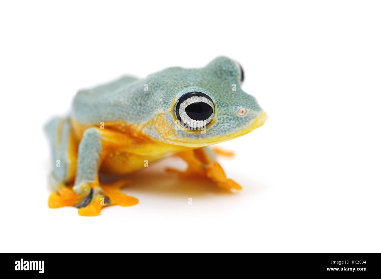 blue Giant flying frog isolated on white background Stock Photo - Alamy