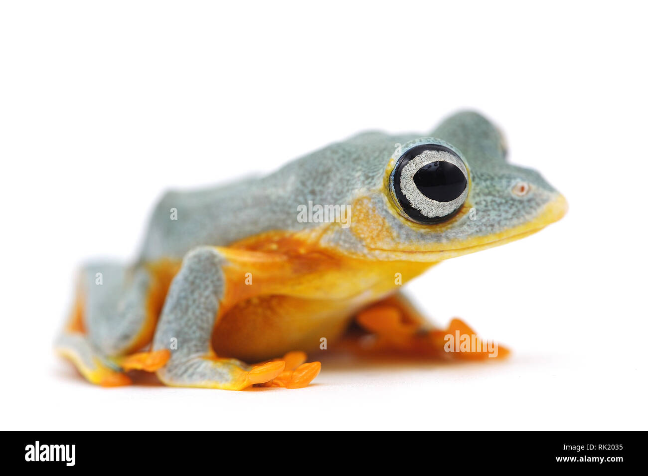 blue Giant flying frog isolated on white background Stock Photo - Alamy