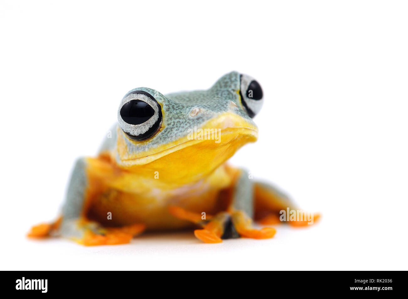 blue Giant flying frog isolated on white background Stock Photo - Alamy