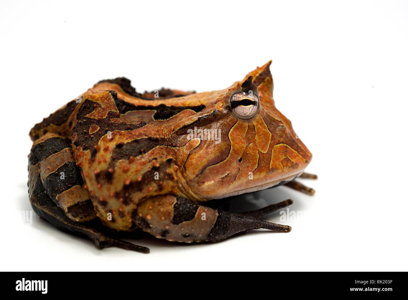 The African bullfrog isolated on white background Stock Photo - Alamy