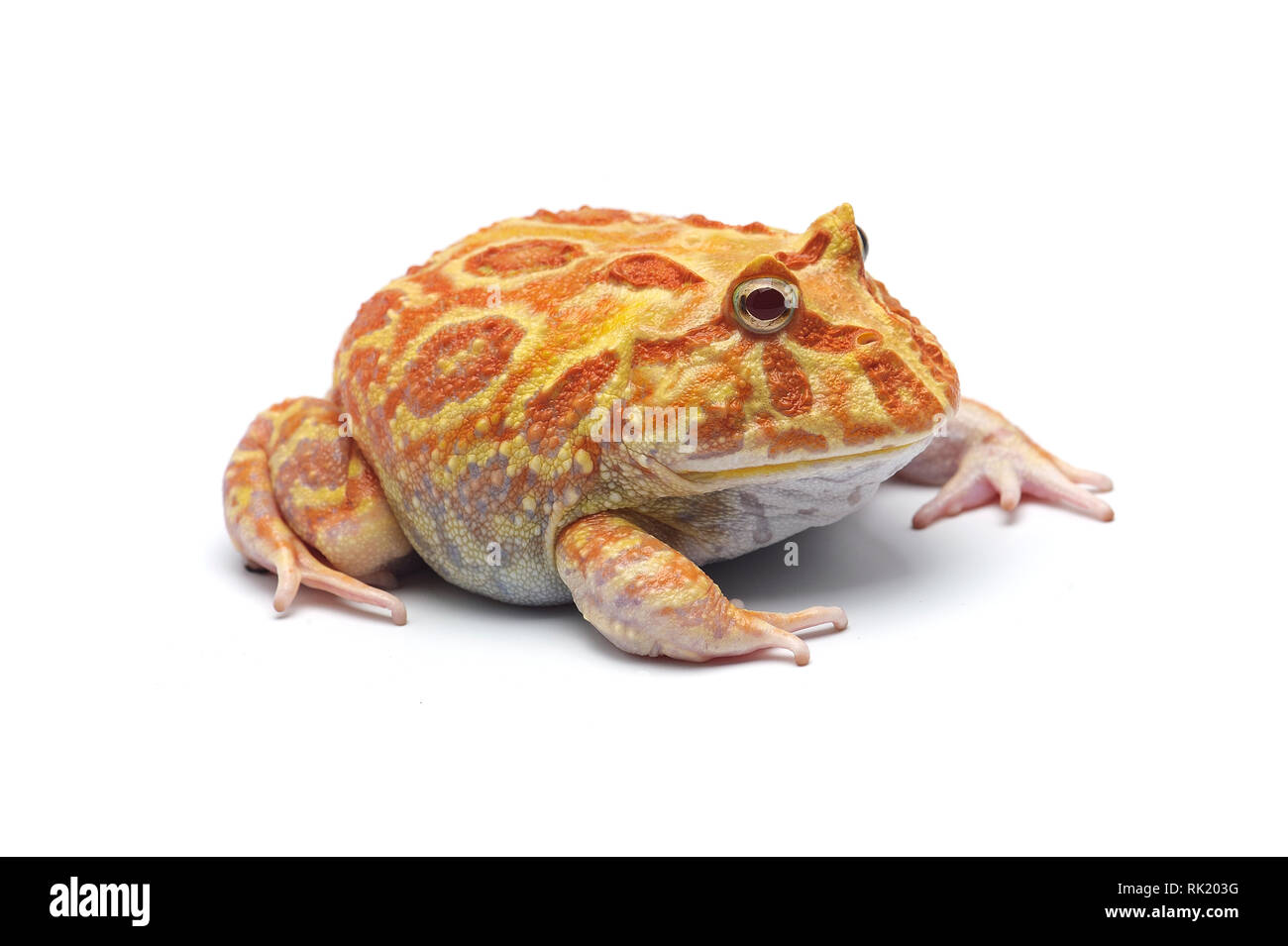 The African bullfrog isolated on white background Stock Photo - Alamy