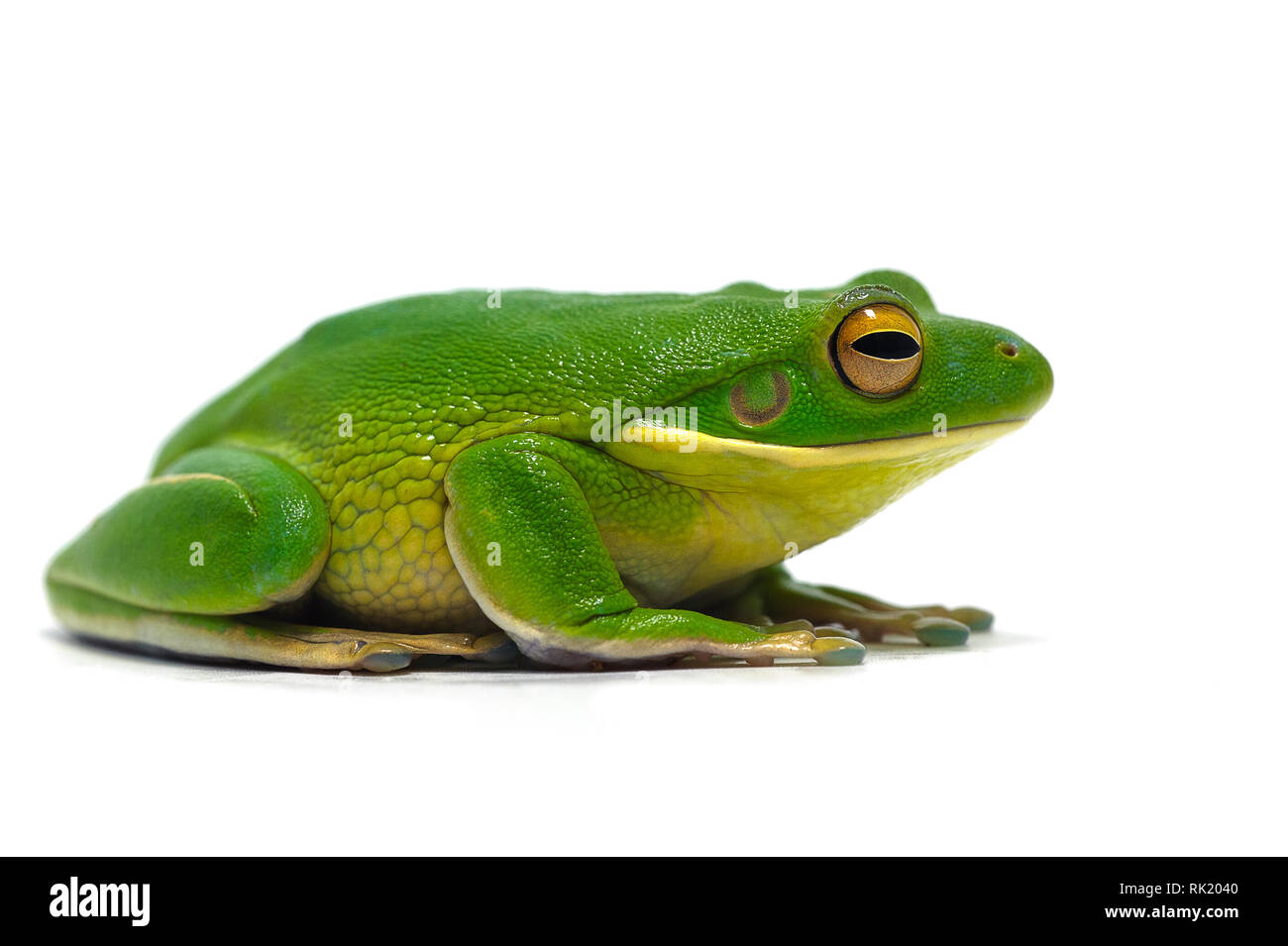 blue Giant flying frog isolated on white background Stock Photo - Alamy