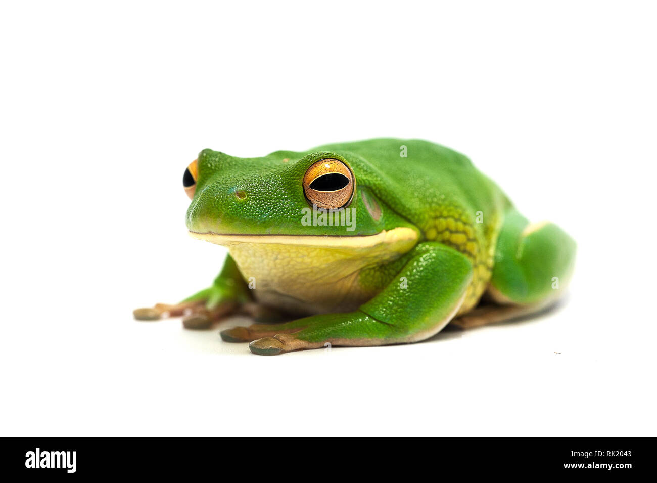 blue Giant flying frog isolated on white background Stock Photo - Alamy