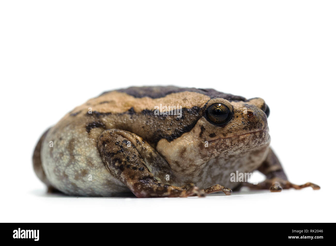 The African bullfrog isolated on white background Stock Photo - Alamy