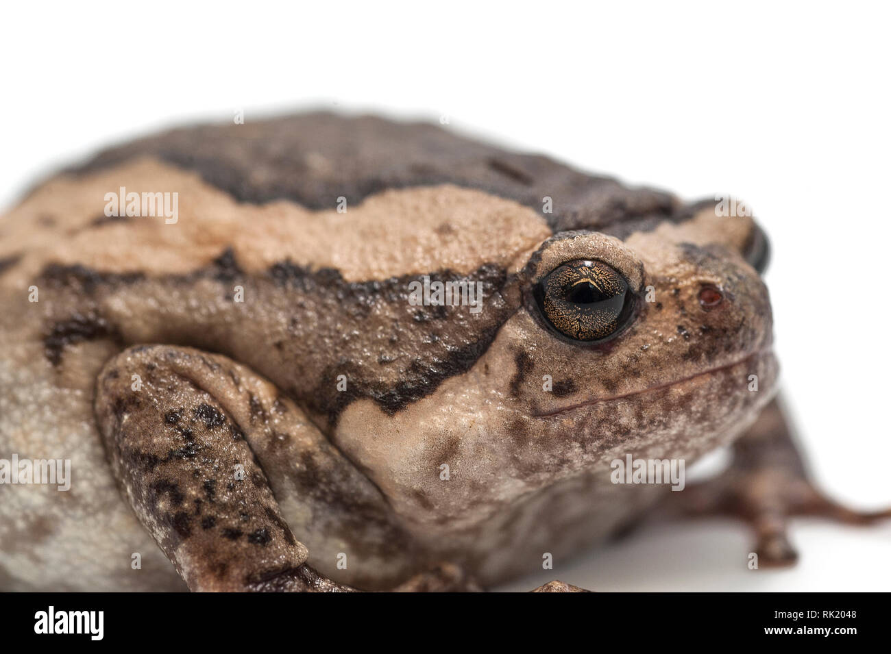 The African bullfrog isolated on white background Stock Photo - Alamy