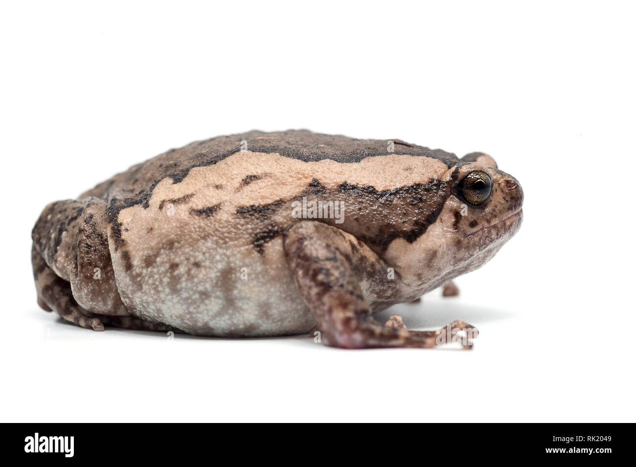 The African bullfrog isolated on white background Stock Photo - Alamy