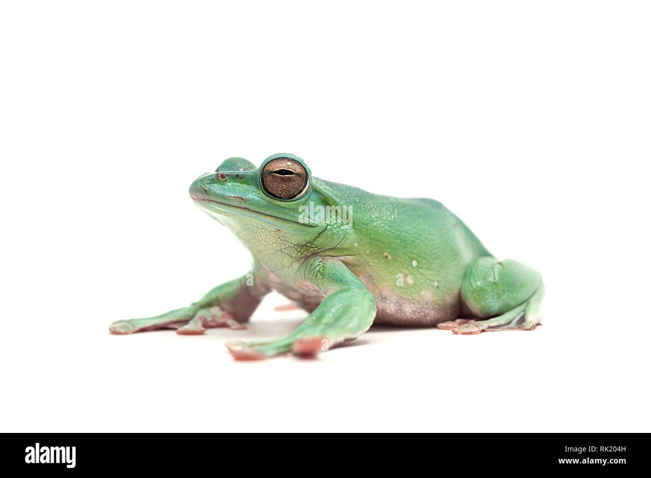 blue Giant flying frog isolated on white background Stock Photo - Alamy