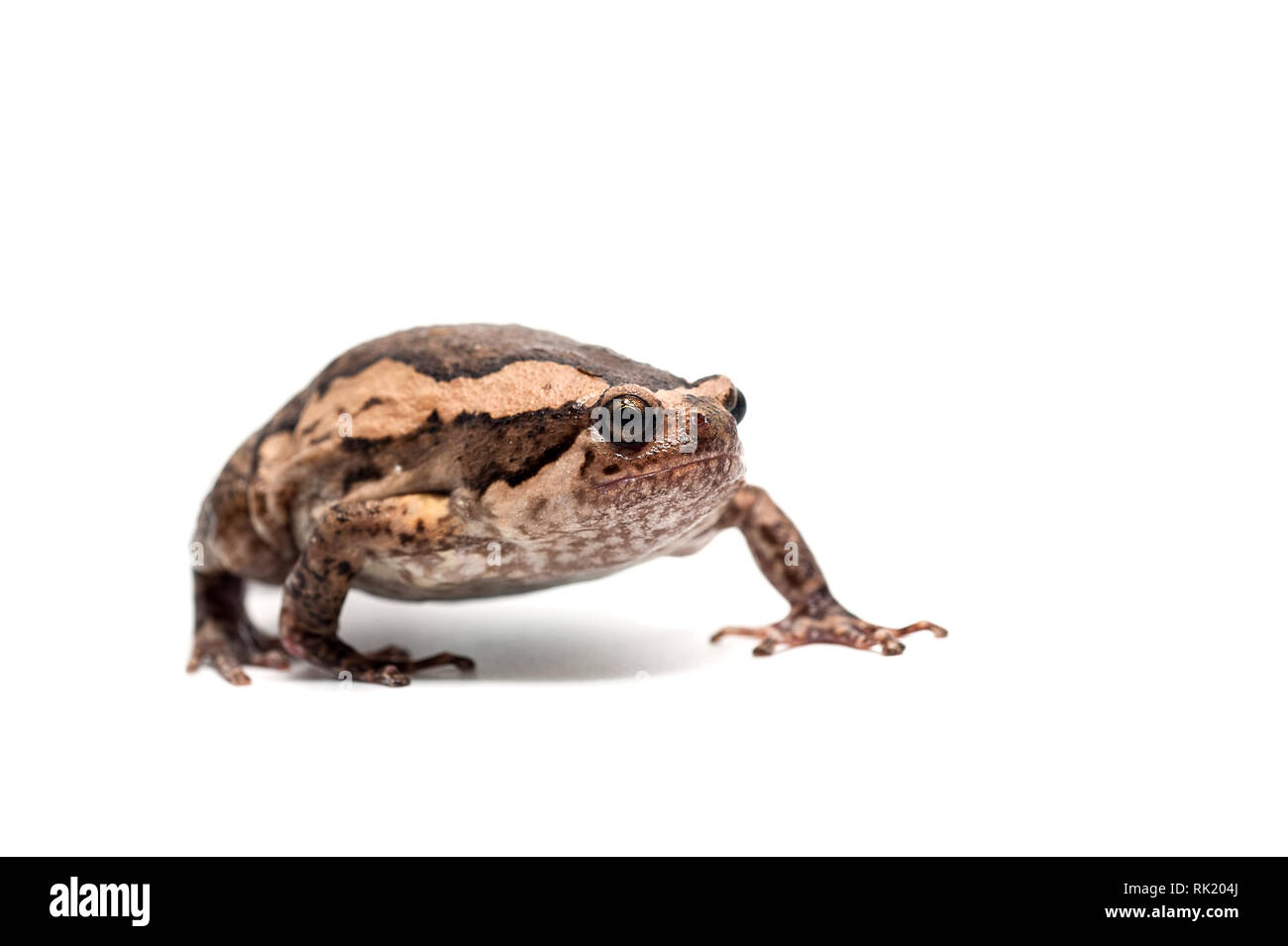 The African bullfrog isolated on white background Stock Photo - Alamy