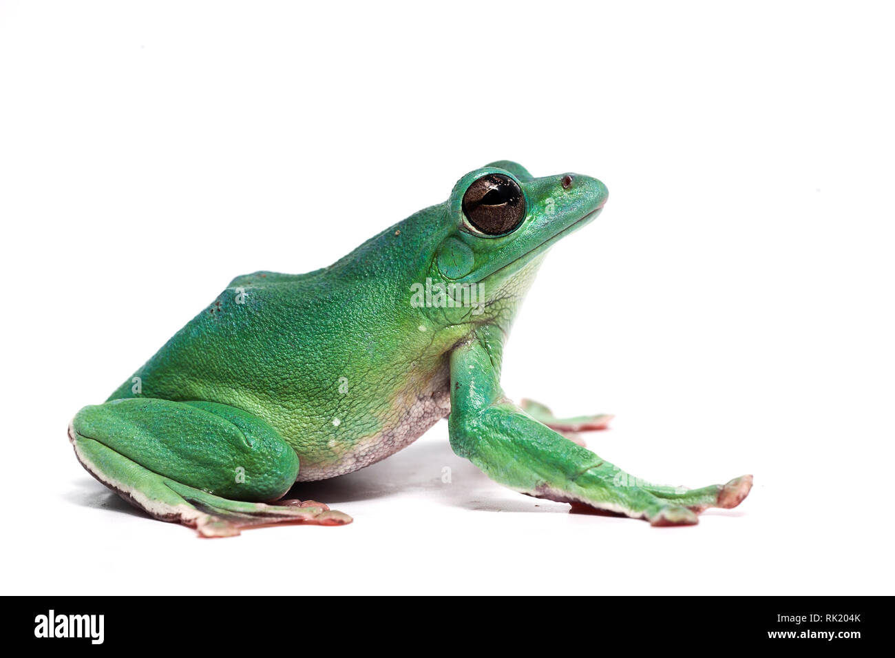 blue Giant flying frog isolated on white background Stock Photo - Alamy