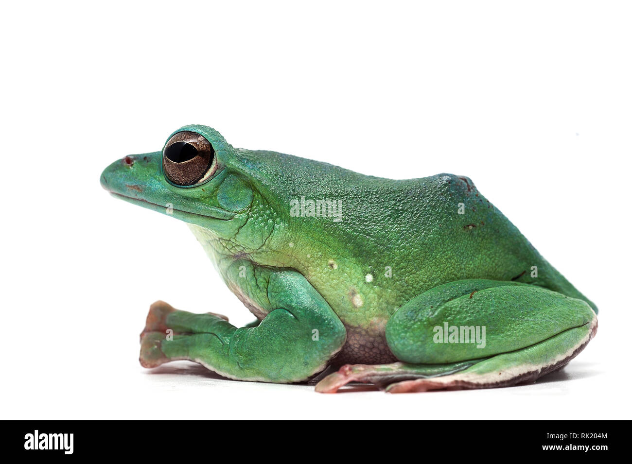 blue Giant flying frog isolated on white background Stock Photo - Alamy